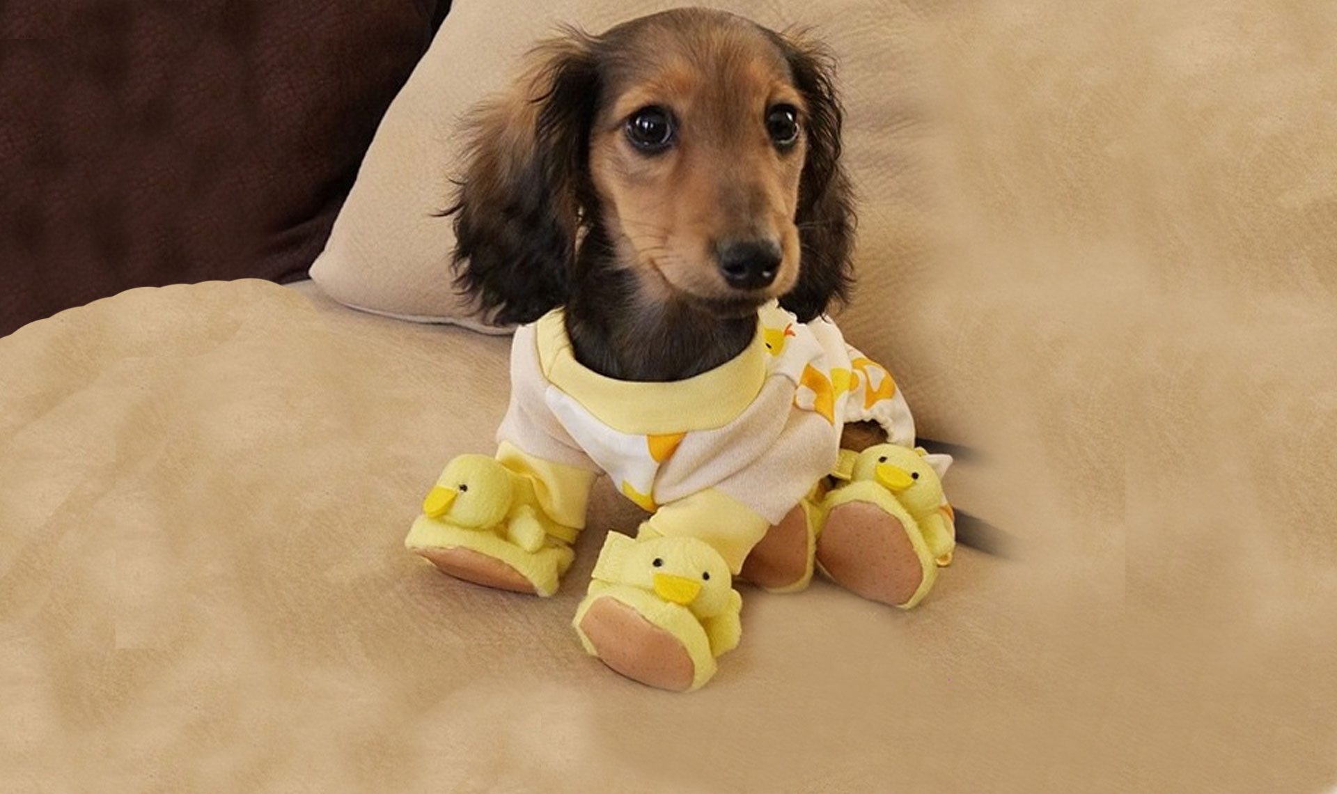 Top 10 des photos de chiots en pyjama, le summum du cute
