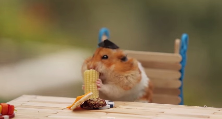 Un mini-barbecue pour un mini-hamster et ses amis