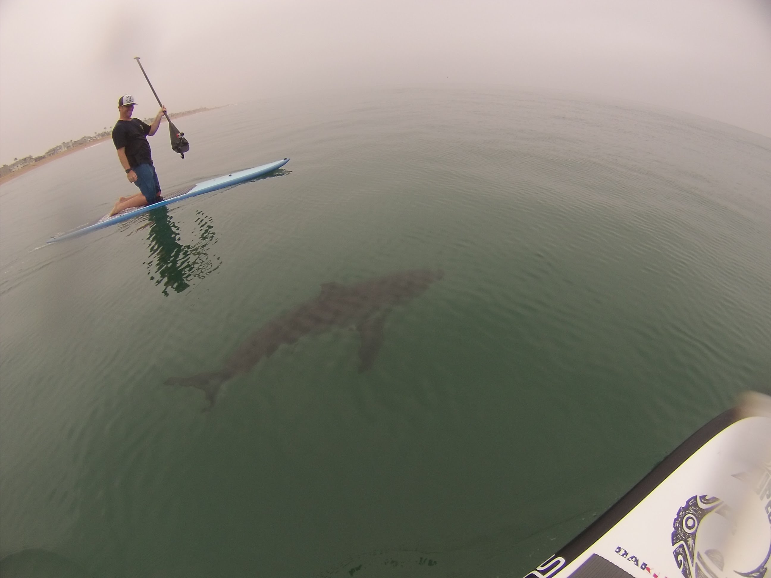 Tranquilles, ils filment deux requins sur leur paddle