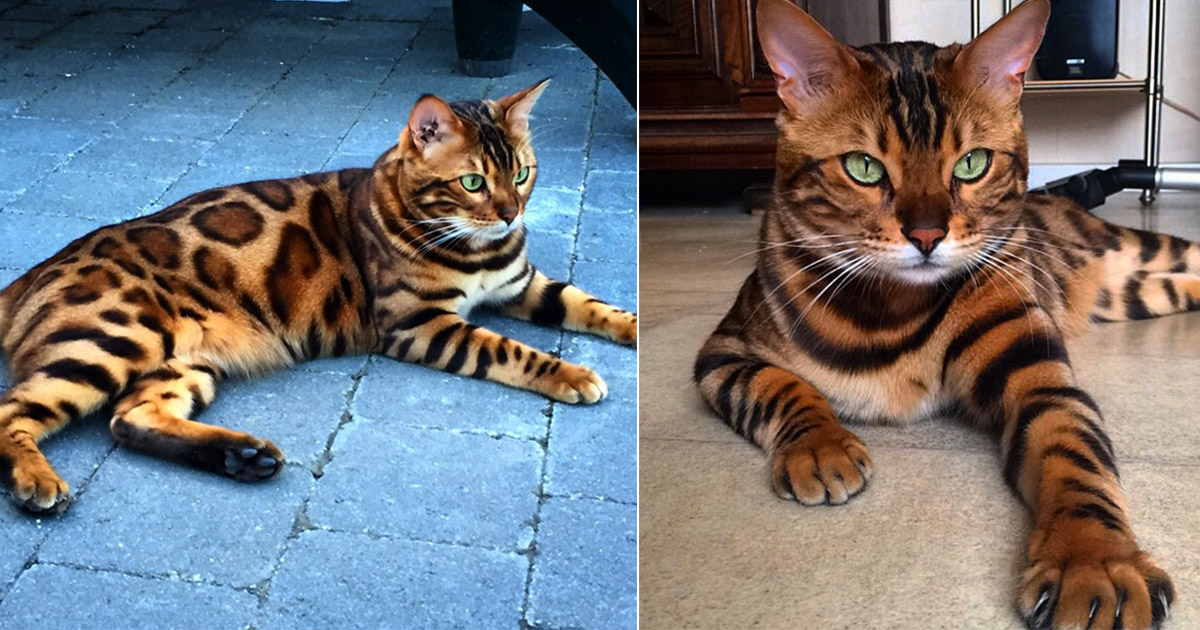 Top 12 des photos du chat avec la fourrure la plus parfaite du monde ...