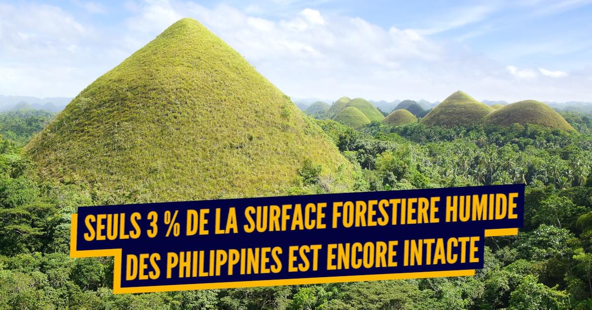 Top 10 des forêts les plus menacées du monde, celles qui sont en voie ...
