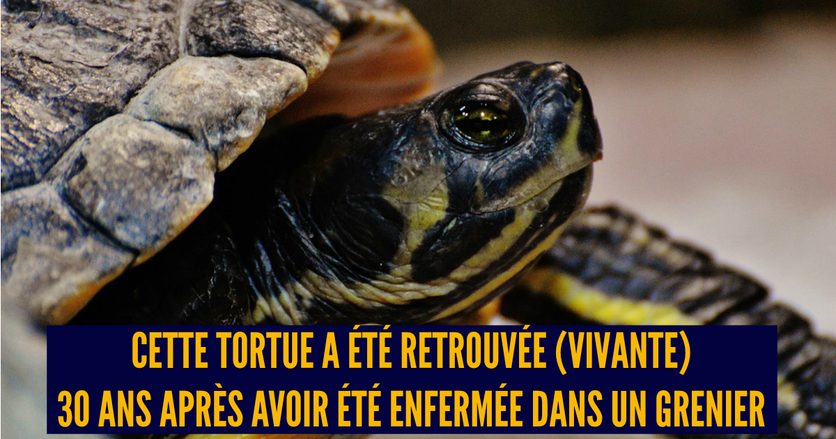 Top 9 des animaux perdus qui ont été retrouvés des années plus tard ...