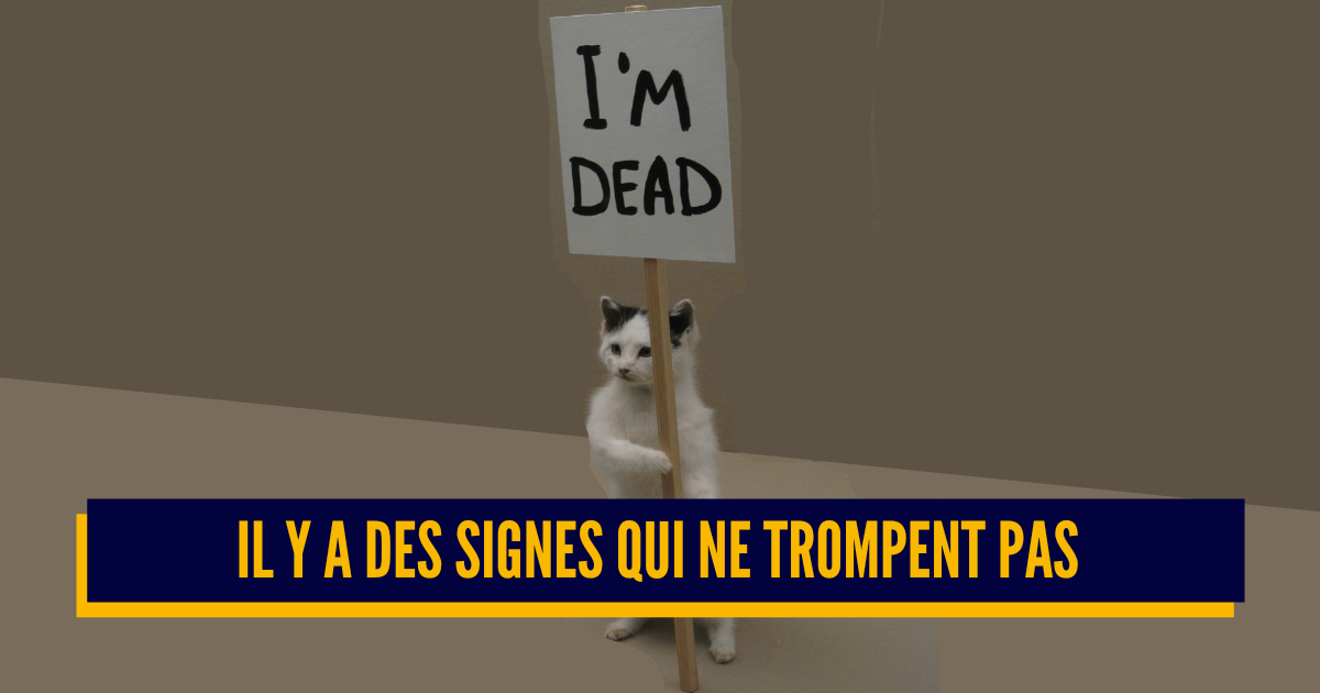Top 20 des signes que ton chat est mort, et bah ma minoune on est toute ...