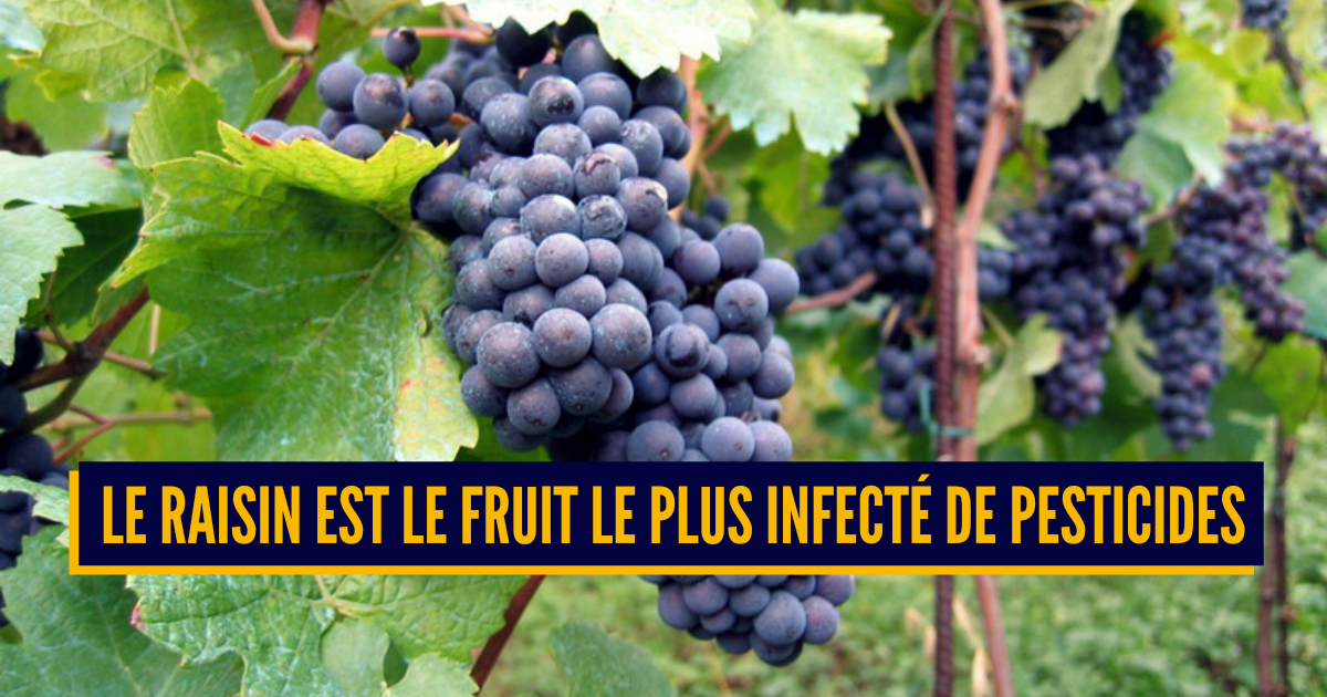 Top 10 des fruits et légumes où y’a le plus de pesticides, ceux qui te ...