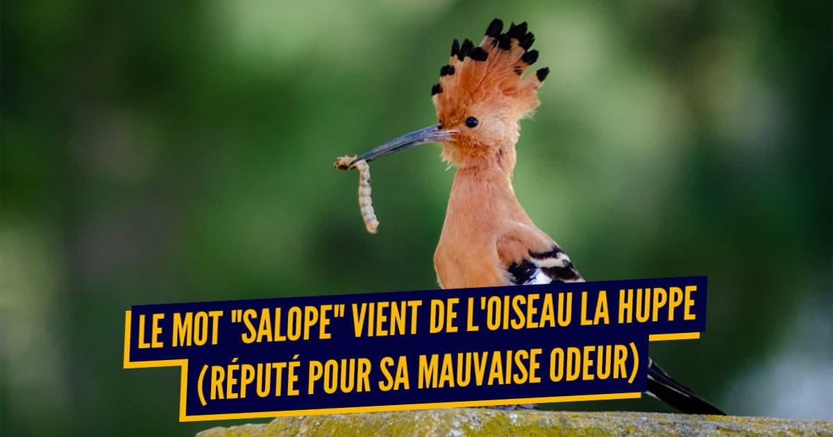 Top 12 des insultes françaises expliquées