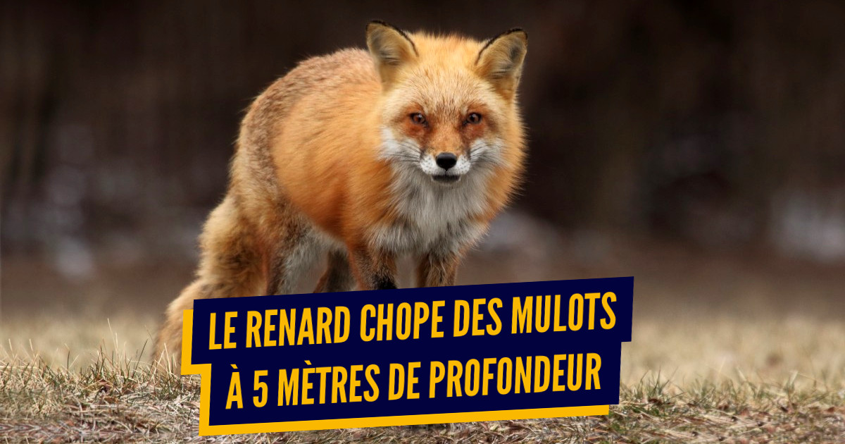 Top 10 des techniques de chasse les plus oufs des animaux