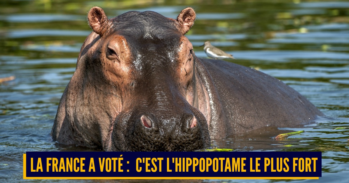 Top 10 des mammifères terrestre les plus forts