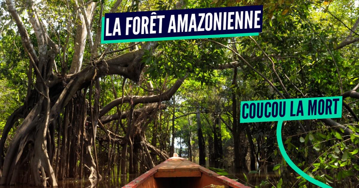Top 10 des forêts les plus dangereuses du monde, pour des promenades où ...