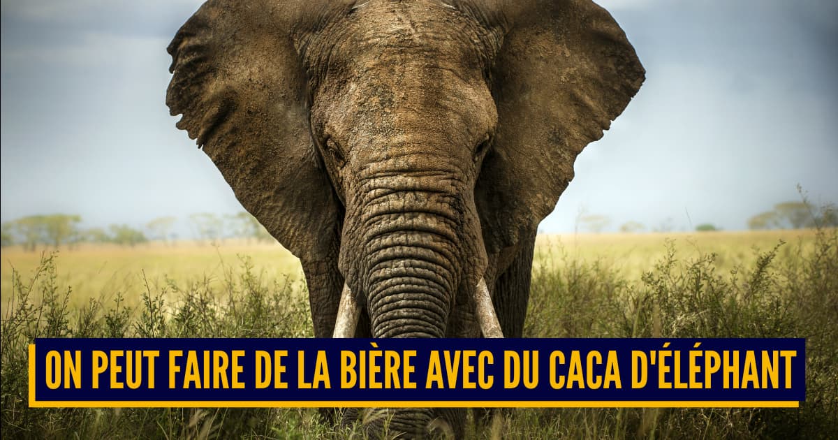 Top 10 des cacas d’animaux les plus utiles, ceux qui sauvent la planète ...