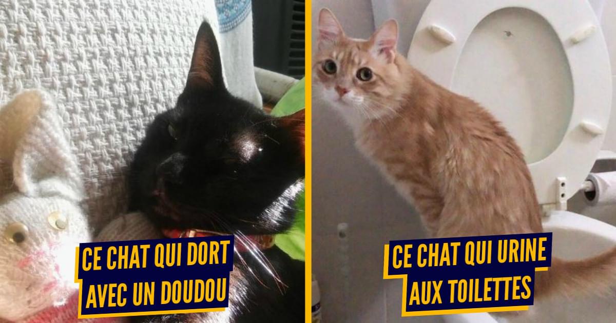 Top 14 des photos de chats qui ont des habitudes très cheloues, ces ...