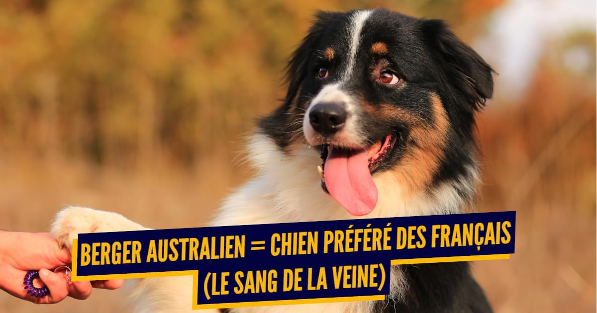 Top 10 des chiens préférés des Français en 2020, le caniche n’est pas ...