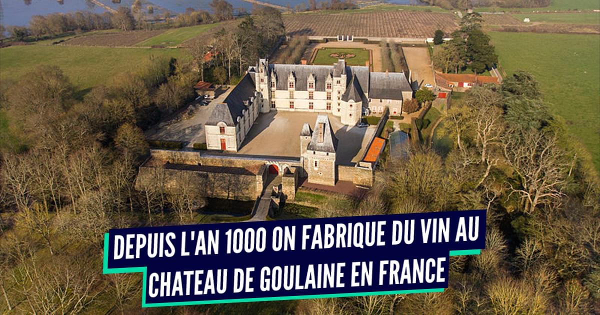 Top 10 des plus anciens vignobles du monde, c’est dans les vieilles vignes…