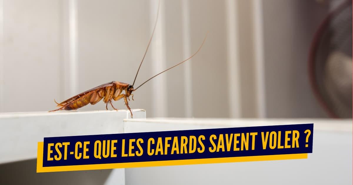 Top 11 des réponses aux questions qu’on se pose sur les cafards (nos ...