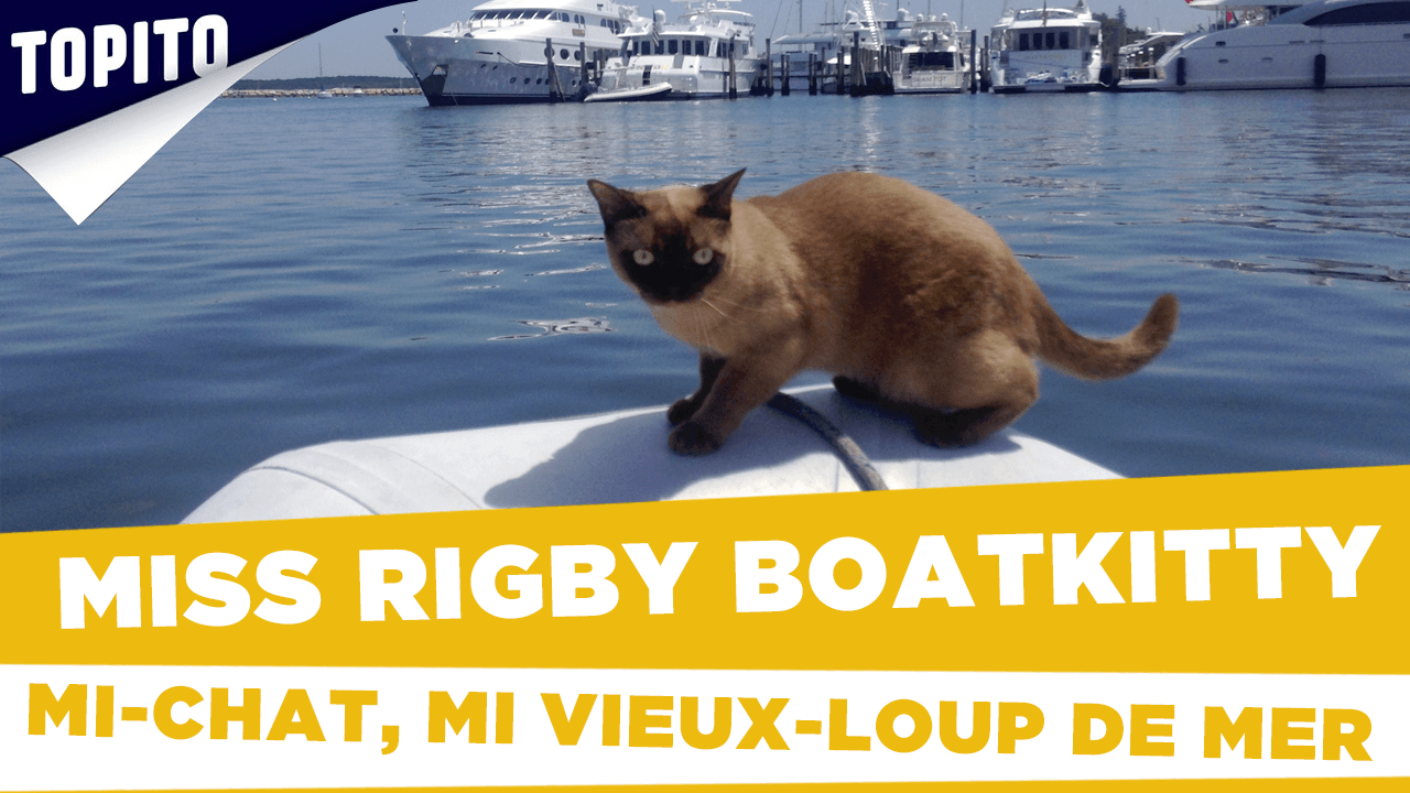 Miss Rigby, mi-chat mi-vieux loup de mer