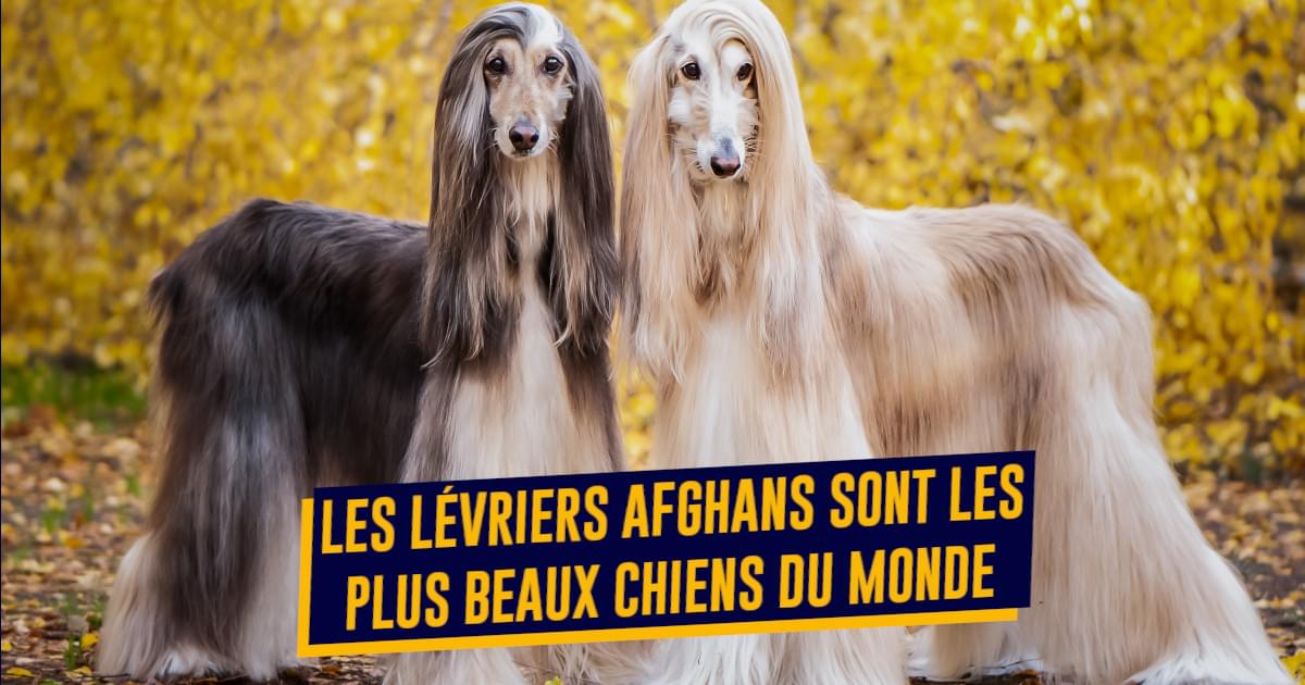 Top 15 des plus belles races de chiens