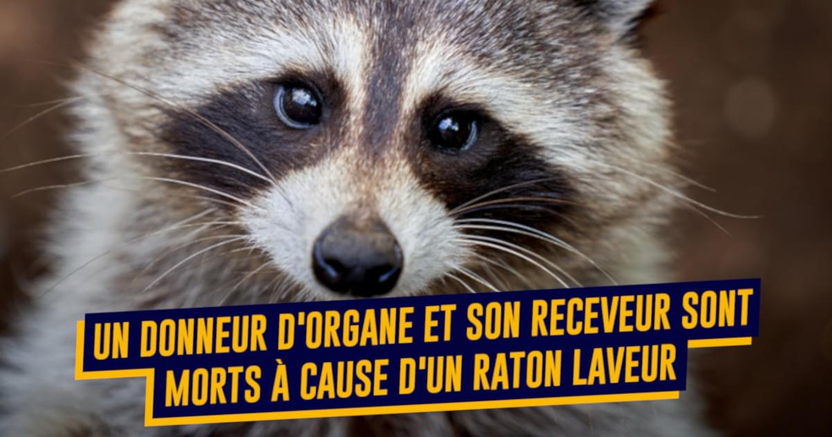 Top 8 des animaux mignons qui ont tué des gens de façon horrible
