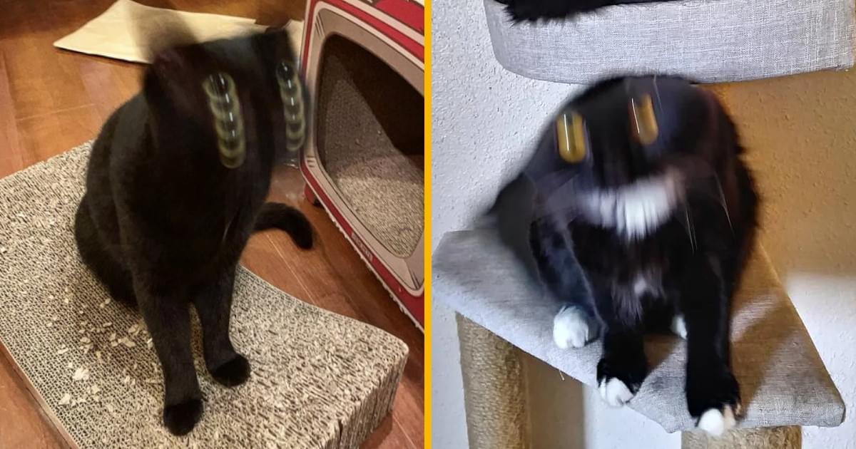 Top 20 des photos de chats qui deviennent flous, et c’est mille fois ...